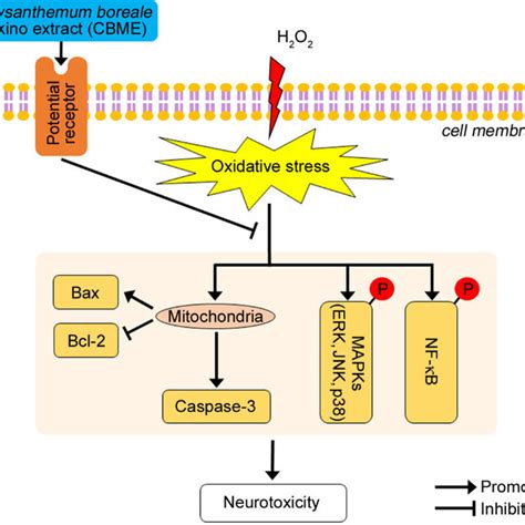 A Schematic Diagram Illustrating The Proposed Protective Mechanism Of