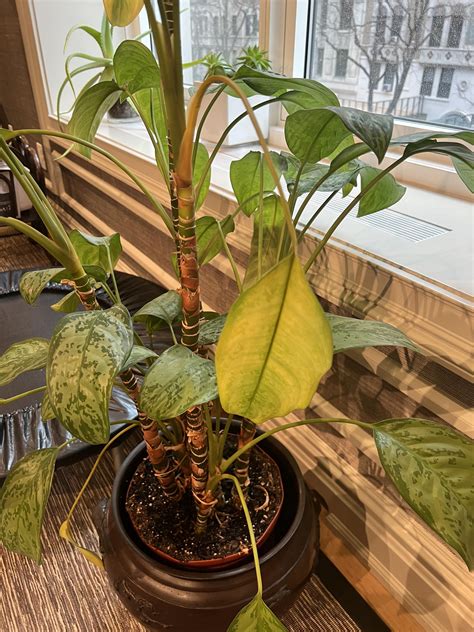 Any Idea Why Its Yellow Rplantclinic