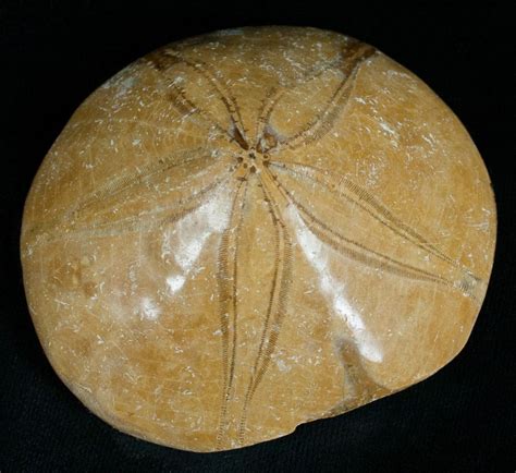 Fossil Sand Dollar From Madagascar 5841 For Sale