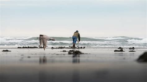 WDFW Seven Days Of Coastal Razor Clam Digs Approved After Thanksgiving