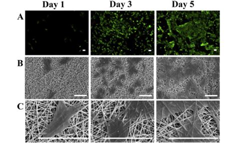 A Live Dead Bmsc Cell Staining On A Pla Ha Composite Scaffold B C Sem