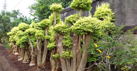 Pohon Anting Putri Jual Pohon Anting Putri Harga Pohon Anting Putri Tukang Taman Rumput
