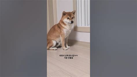 비가와서 슬픈 강아지 Youtube