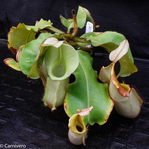 Nepenthes Veitchii Murud Striped X Candy Specimen 7 Carnivero