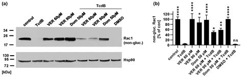 Domperidone Protects Cells From Intoxication With Clostridioides