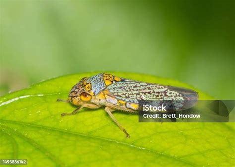 Broadheaded Sharpshooter 는 복사 공간이있는 나뭇잎 측면보기 매크로에 앉아 있습니다 0명에 대한 스톡 사진