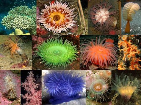Anthozoa ~ Everything You Need To Know With Photos Videos
