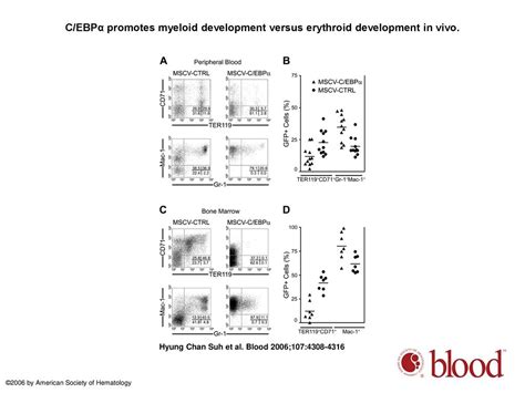 C EBPα determines hematopoietic cell fate in multipotential progenitor