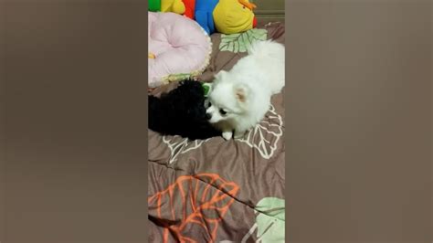 아기 푸들 핥아주는 포메 강아지일상 강아지 귀여워 토이푸들 푸들 탄이 포메 포메라니안 미미 아기강아지