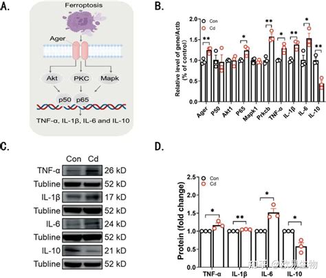 转录组测序技术探究镉暴露诱导胰腺 β 铁死亡和免疫反应分子机制 知乎