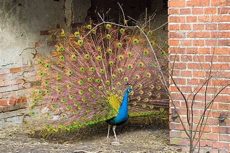 Peacock Peacock Nature Beautiful Photo Background And Picture For Free