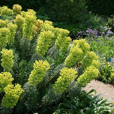 Buy Spurge Euphorbia Characias Subsp Wulfenii £1899 Delivery By Crocus