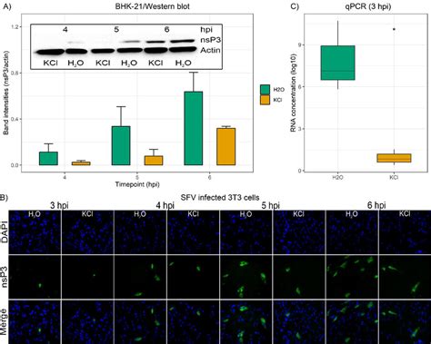 Kcl Inhibits An Early Step Of Sfv Replication A Bhk 21 Cells Were