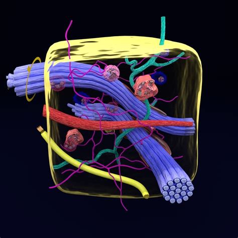 Connective Tissue Elements Labelled Superhive Formerly Blender Market