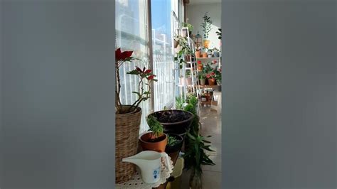 햇살좋은 아침정원 베란다정원 공기정화식물 실내식물 Youtube