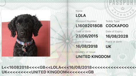 Create A Pet Passport Using The Teddy Passport App 41 Off