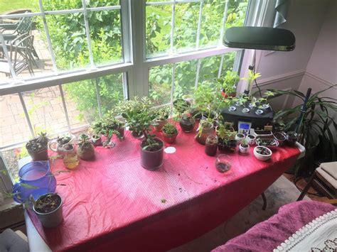 My Sister Really Loves Plants Pt1 Rplants