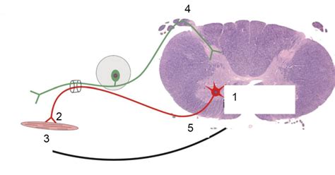 Motor System Spinal Cord Diagram Quizlet