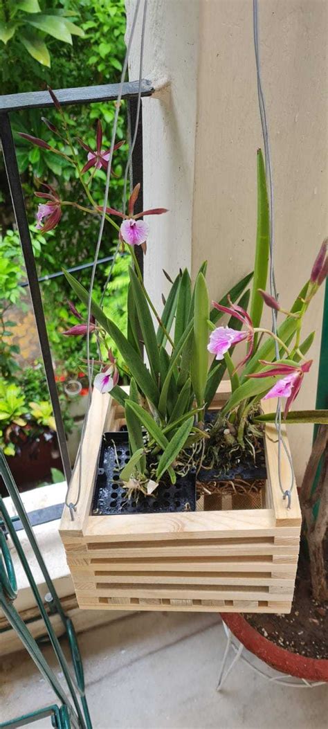 How To Grow Orchids At Home 63 Yo Urban Gardener Shares 10 Easy Steps