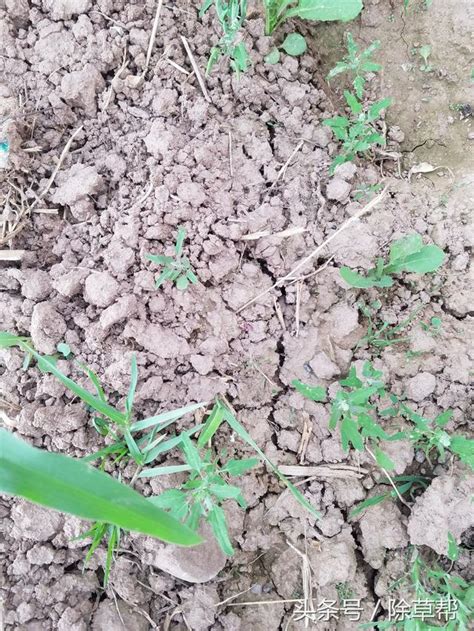 雲南賓川縣一農村小哥幫我搞的一個田間實驗 每日頭條