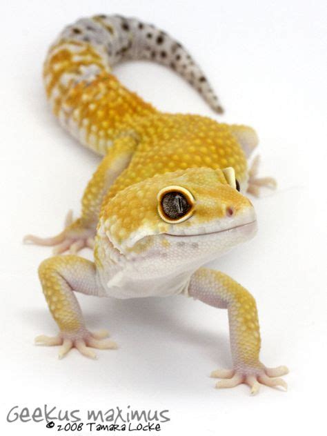 39 Fancy Leopard Gecko Ideas Leopard Gecko Gecko Leopard Gecko Habitat