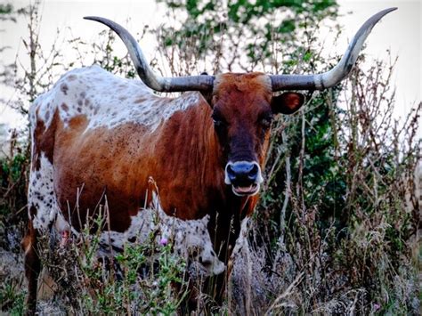 Premium Photo Portrait Of Cow