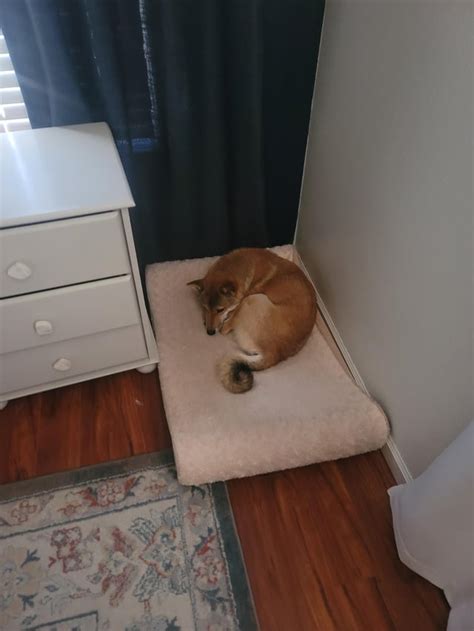 Dio The Shibble Rshiba