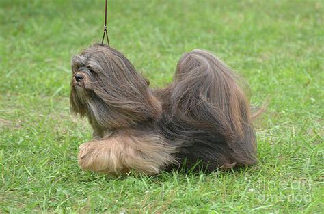 Havan Art Fine Art America