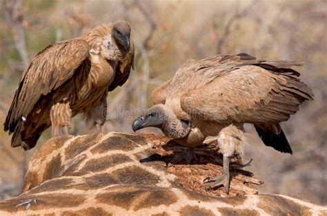 Feeding Vultures Stock Image Image Of Scavengers Death 21109467