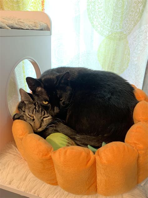 Sometimes Dobby Has Trouble With Boundaries When It Comes To His Sister Winky Rbondedpairs