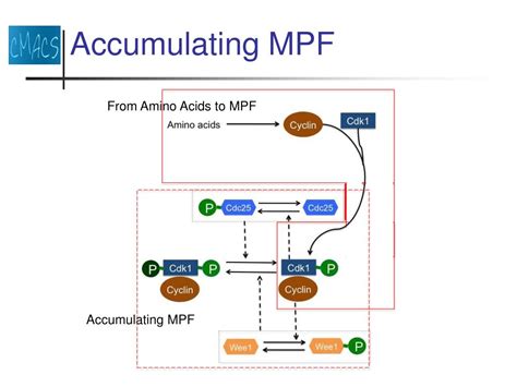 Ppt Modeling The Frog Cell Cycle Powerpoint Presentation Free