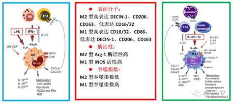源自THP 1细胞的M1和M2巨噬细胞差异 调节癌细胞对依托泊苷的反应 优宁维