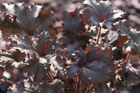 Гейхера гибридная Блэк Таффета Heuchera hybrida Black Taffeta - купить ...