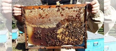 Продам пчелосемьи купить в Тарасовском Животные и зоотовары Авито