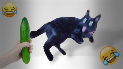 😅 When God Sends You A Funny Cat 😍 Funny And Cute Animal Videos 2024 😸