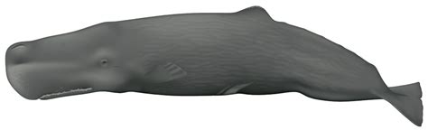 Physeter Macrocephalus 2 Society For Marine Mammalogy