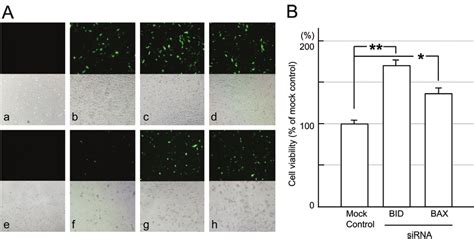 Representative Photographs Of GFP Fluorescence Upper And Phase