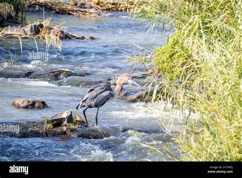 South Africa Kruger National Park Goliath Heron Ardea Goliath Stock