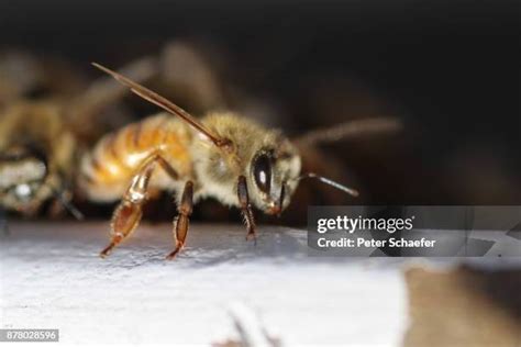 Peter Honey Photos And Premium High Res Pictures Getty Images