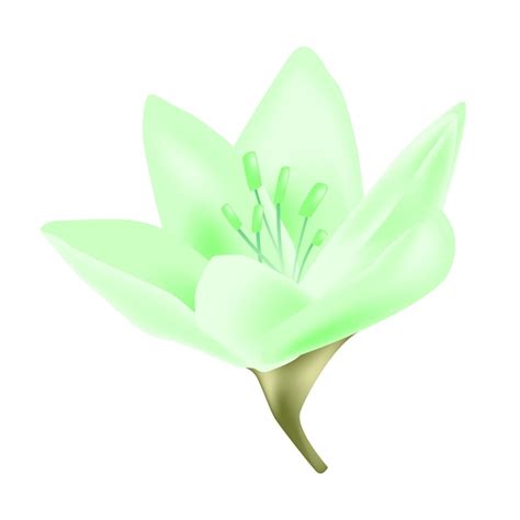 바탕에 고립 된 꽃 현실적 프리미엄 벡터