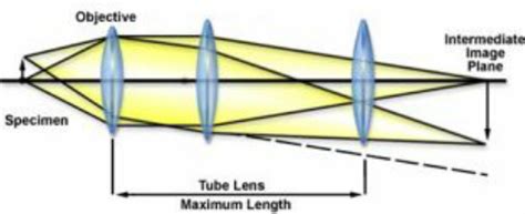 11 The Optical Path In An Optical Microscope 3 The Objective Lens