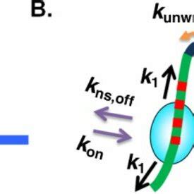 Non Specific Binding Model Of TF Dissociation From A Naked DNA And B