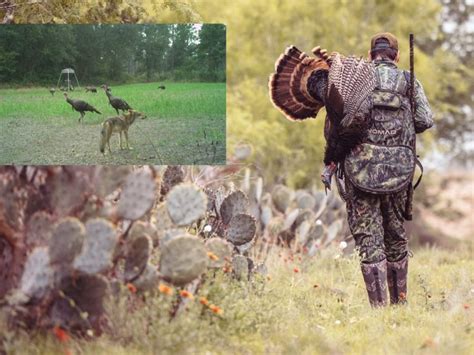 Home Wild Turkey Lab