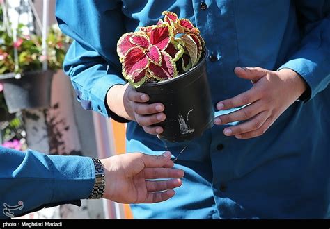 درآمدزایی در حوزه گل و گیاهان زینتی در کشور توسعه می یابد تسنیم
