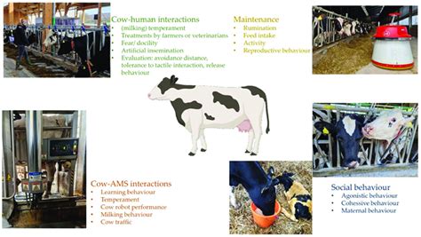 Behavioural Components In Dairy Cattle Dairy Cow Behaviour Is Composed