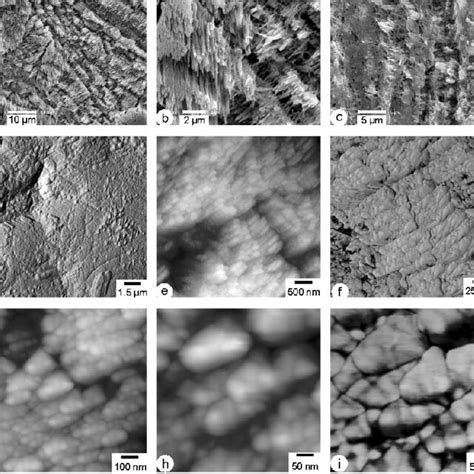 A F Polished Sections Of The Inner Crossed Lamellar Layer Of Modern