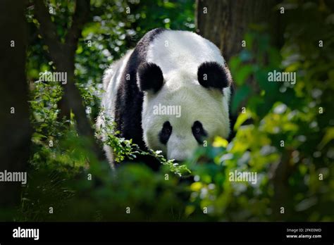 Panda In Green Forest Vegetation Wildlife Scene From China Nature
