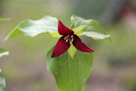 Trillium Erectum Meeuwissen Voorhout Bloembollen Specialist In