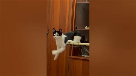 кот чилит - YouTube