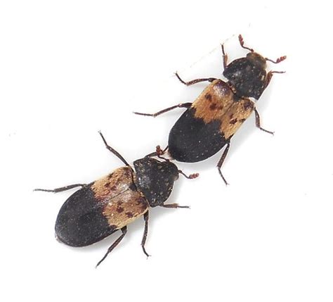 Dermestid Beetles Bugs In Cyberspace